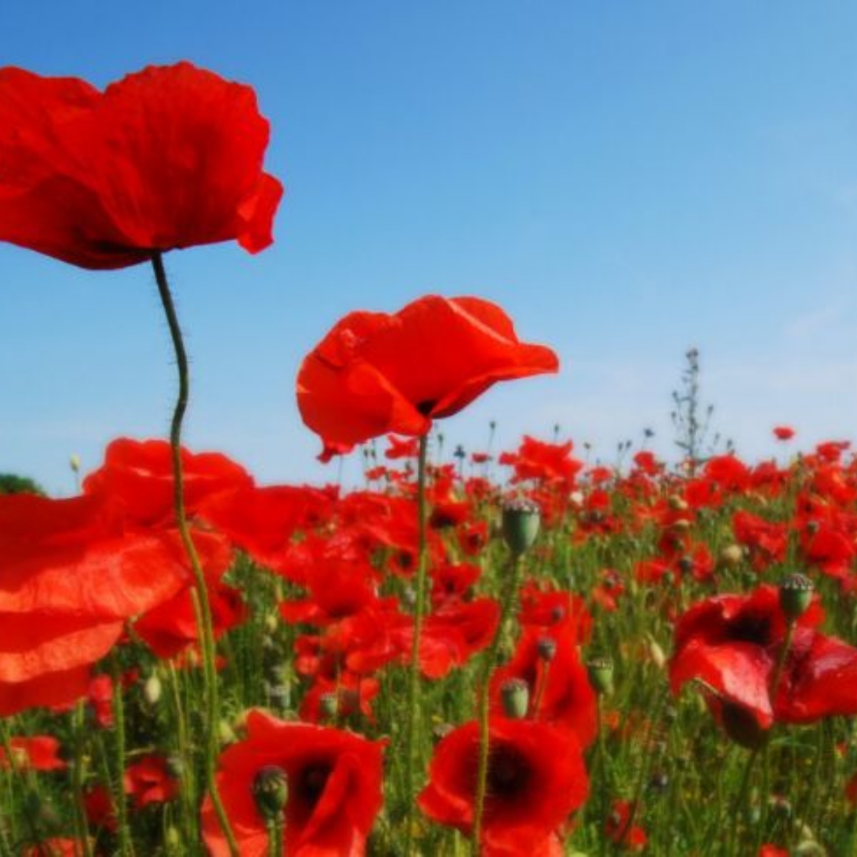 Cherry Trees Nursery School - Remembrance Day Cherry Trees Nursery School - Remembrance Day