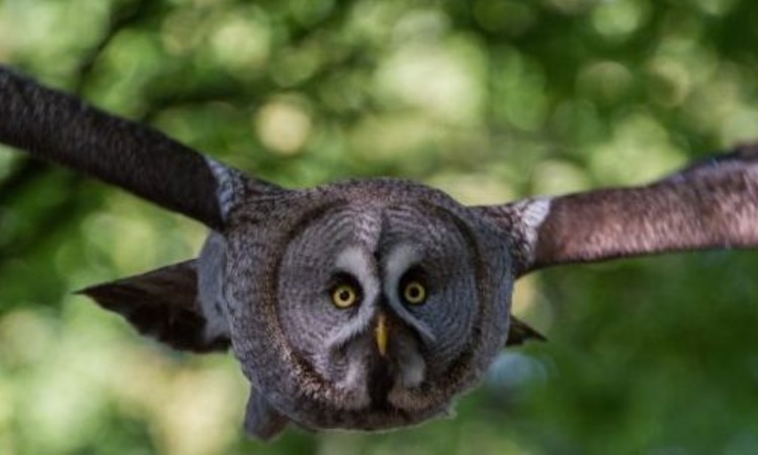 Cherry Trees Nursery School - Herrings Green Activity Farm Owl Visit