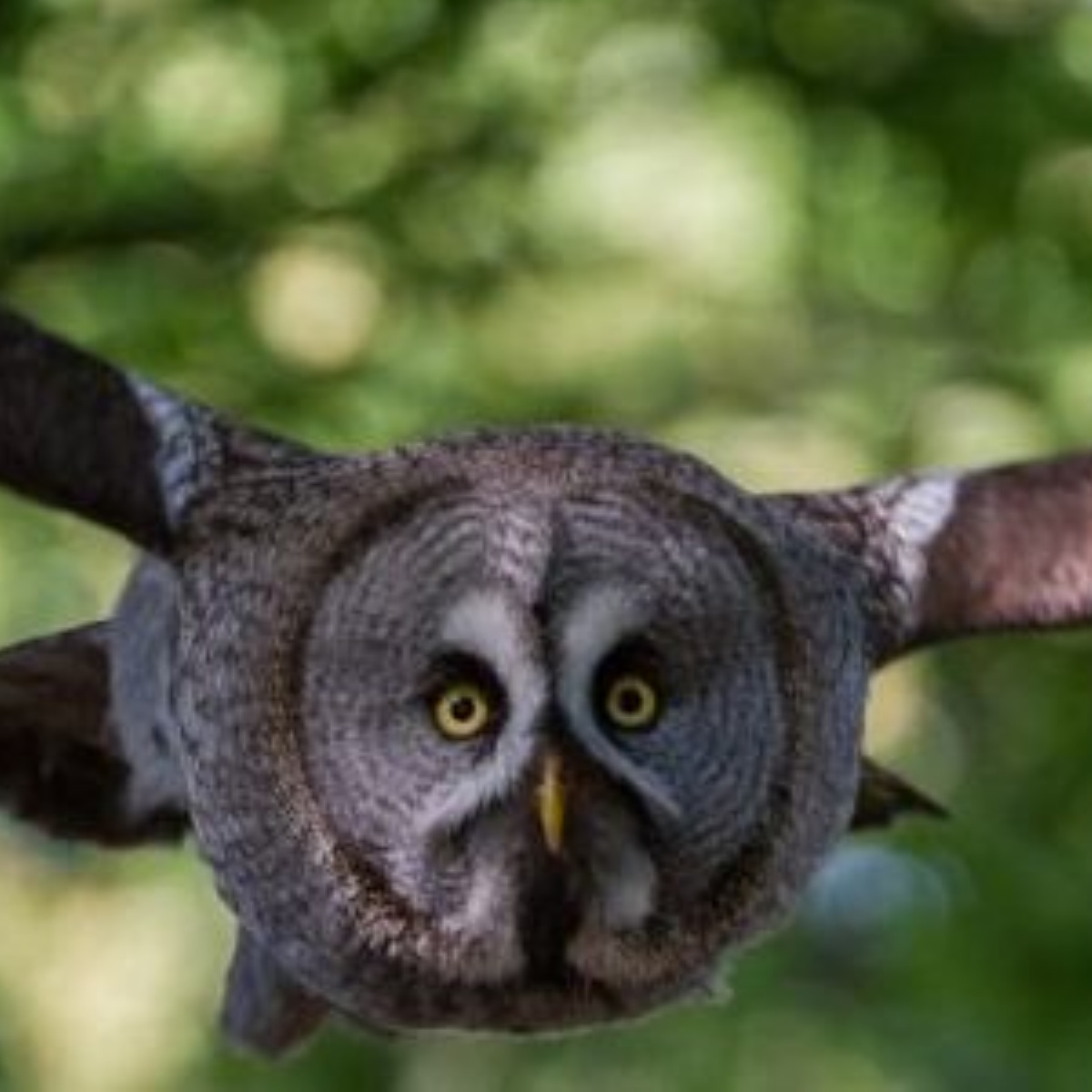 Cherry Trees Nursery School - Herrings Green Activity Farm Owl Visit
